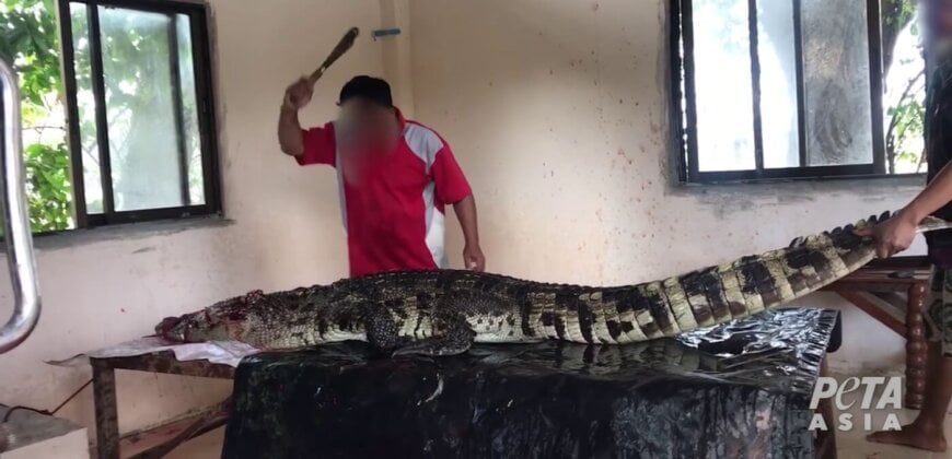 PETA Exposes the Fashion Industry: Crocodiles Skinned Alive - PETA UK