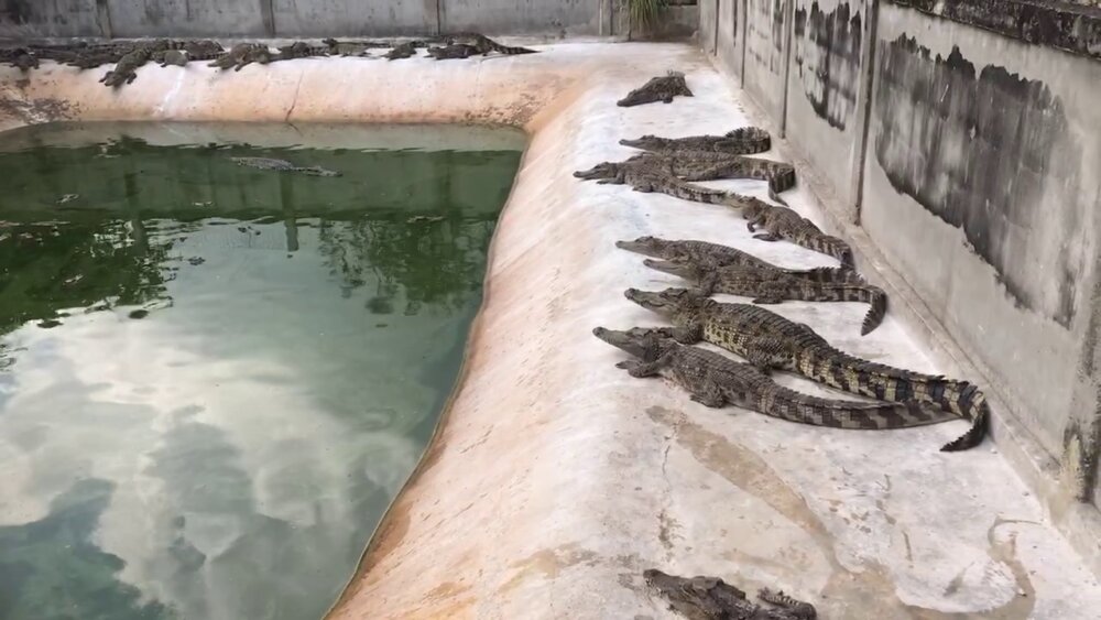 PETA Exposes the Fashion Industry: Crocodiles Skinned Alive - PETA UK