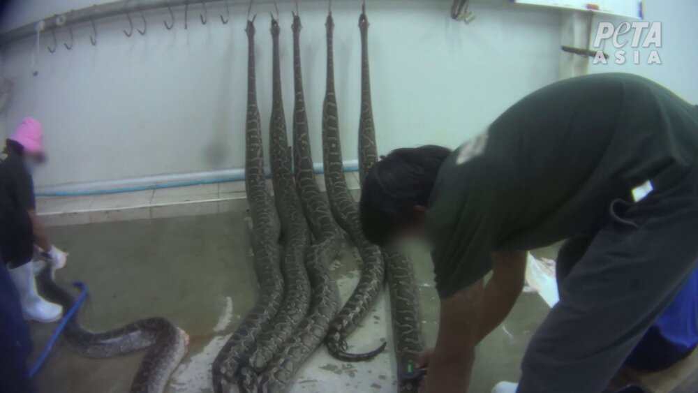 PETA Disrupts Kering AGM Over Wild-Animal Skins