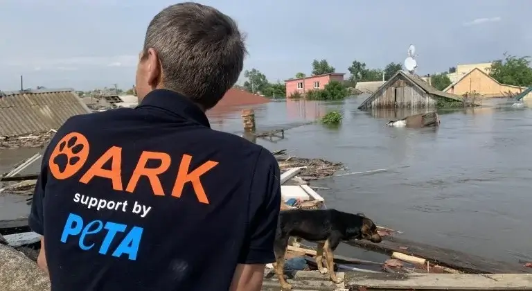 PETA Calls On UN to Aid Suffering, Starving Animals in Gaza