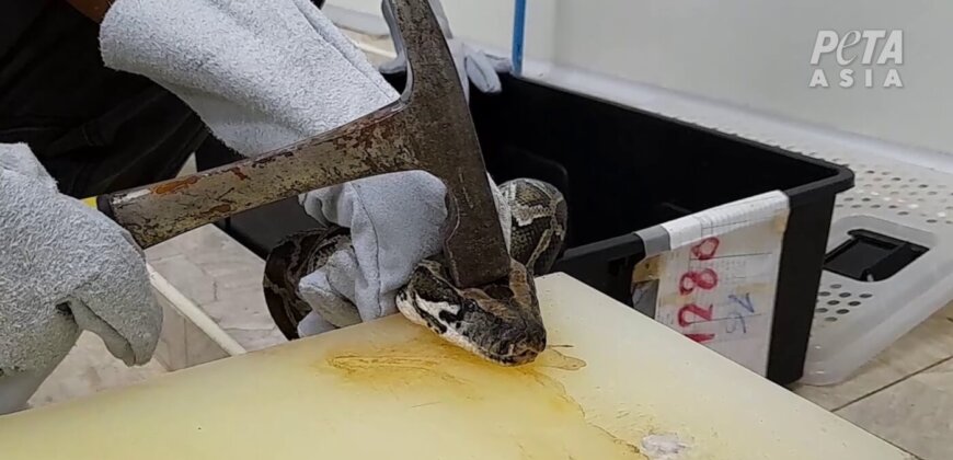 Cold-Blooded Fashion: Pythons Skinned for Gucci Accessories - PETA UK