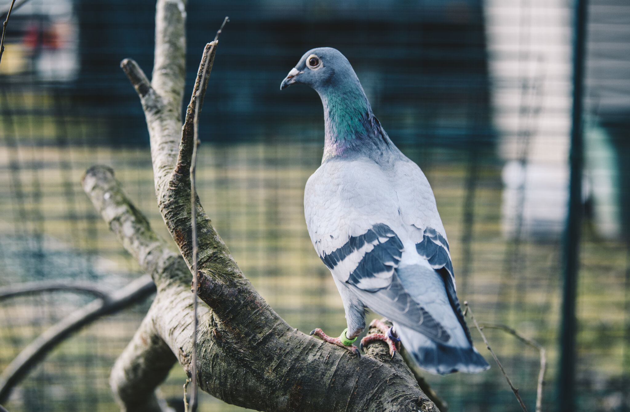 PETA Rehomes Pigeons From King Charles’ Sandringham Loft