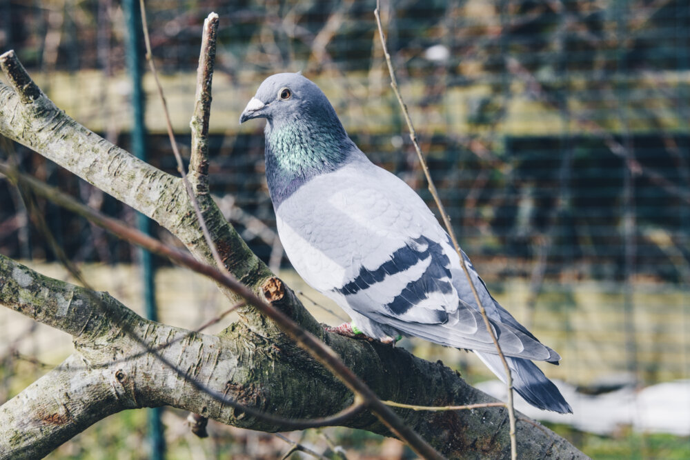 PETA Rehomes Pigeons From King Charles’ Sandringham Loft