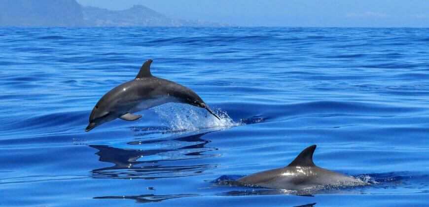 easyJet holidays Bans Promotions of Animal Attractions!