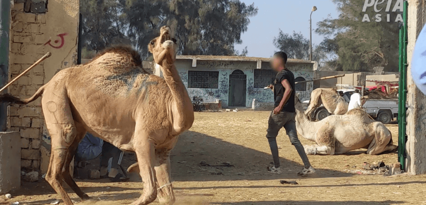 Progress: Egypt Is Taking Steps to Aid Horses and Camels – but More Is ...
