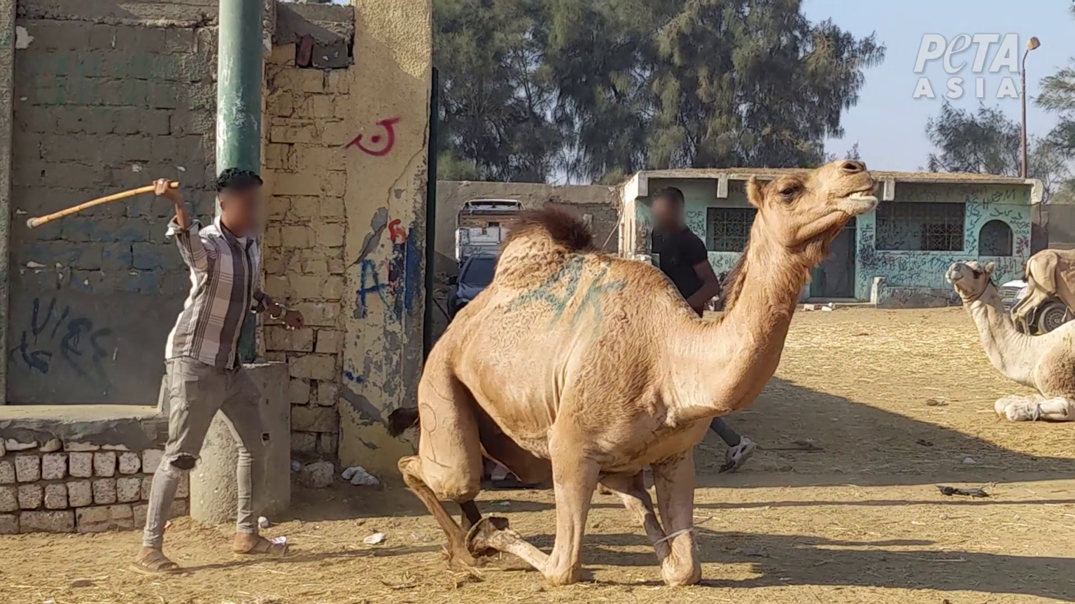 Victory for Camels! Aero Travels Axes Egypt Animal Rides After PETA Push