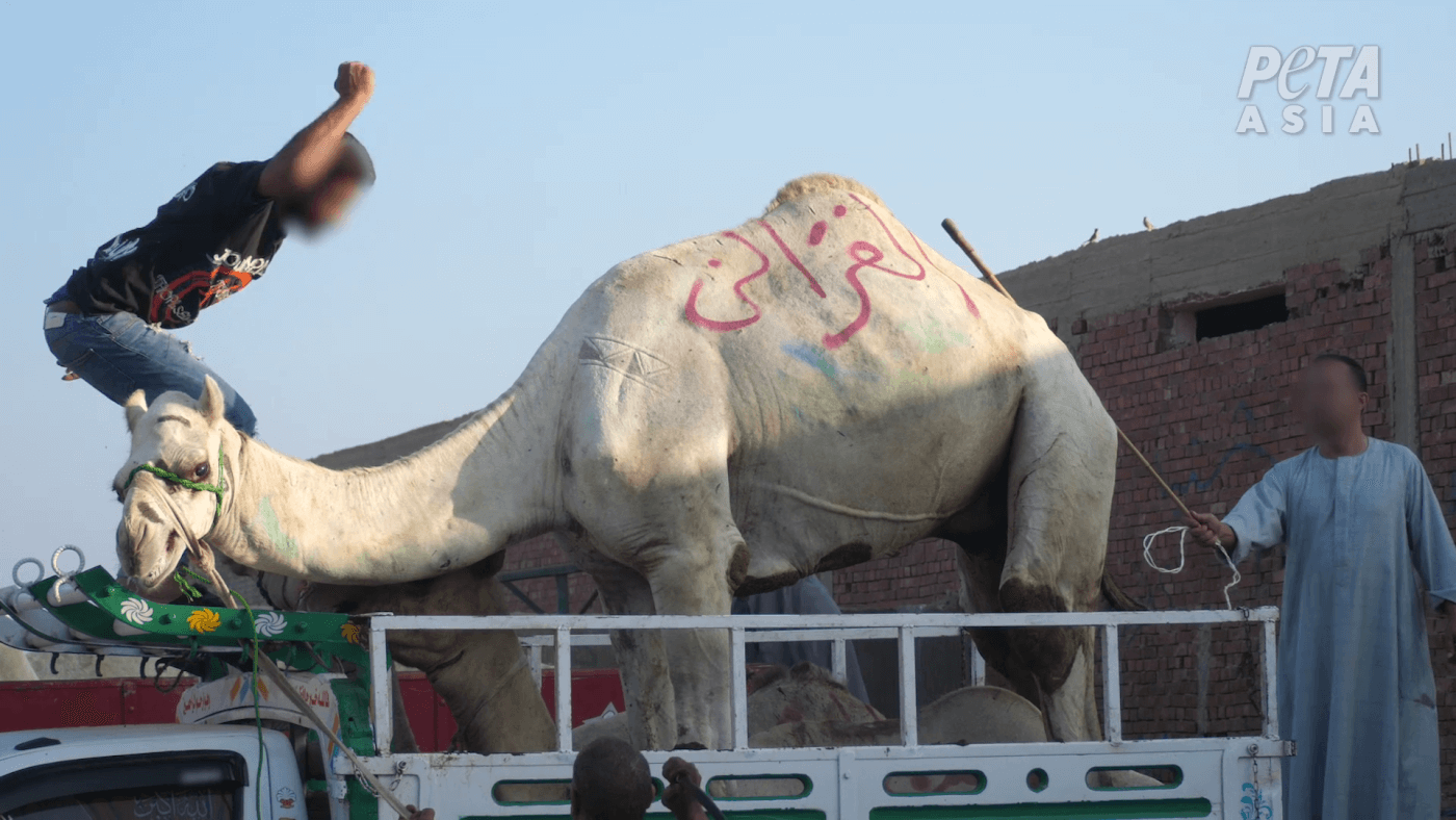 Progress: Egypt Is Taking Steps to Aid Horses and Camels – but More Is ...