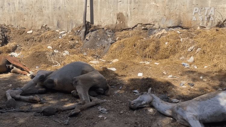 Life for Animals at the Pyramids: Beatings, Exhaustion, Suffering ...