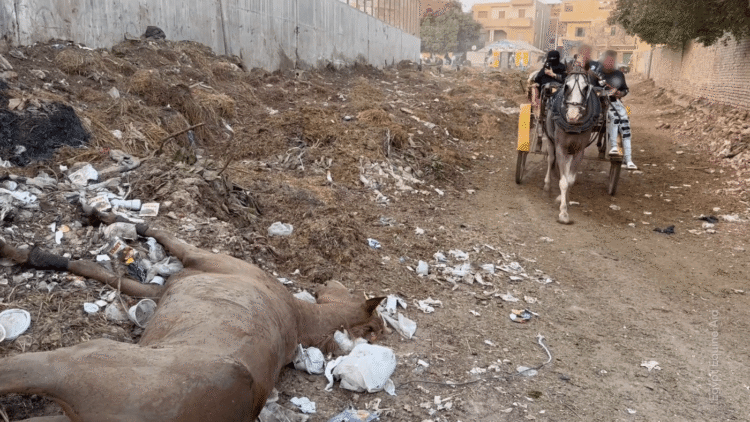 Life for Animals at the Pyramids: Beatings, Exhaustion, Suffering ...
