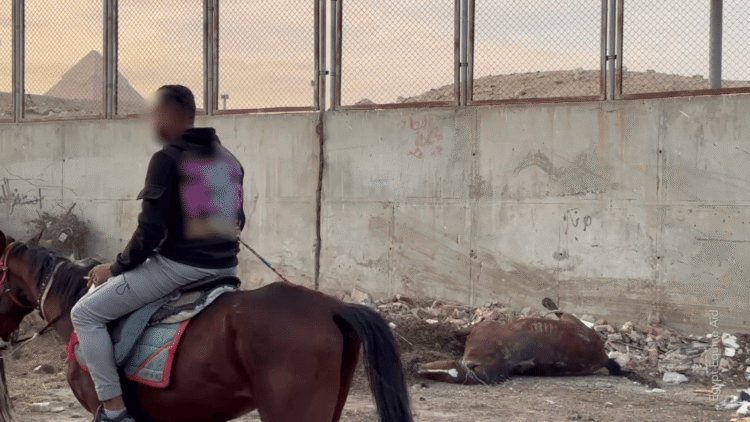 Life for Animals at the Pyramids: Beatings, Exhaustion, Suffering ...