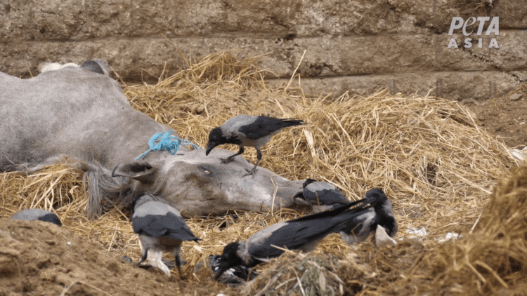 Life for Animals at the Pyramids: Beatings, Exhaustion, Suffering ...