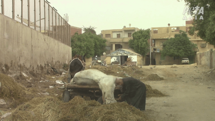 Life for Animals at the Pyramids: Beatings, Exhaustion, Suffering ...