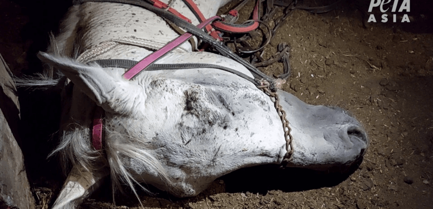 5 Actions of the Month to Help End Speciesism - PETA UK