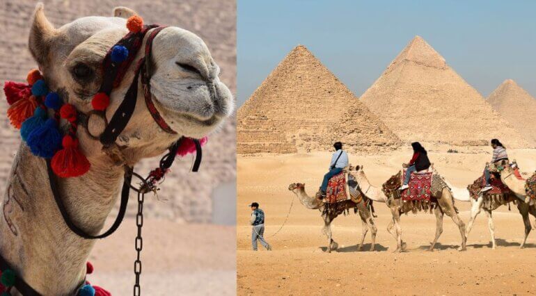 17 Reasons Why Camel Rides Are Unethical and Cruel