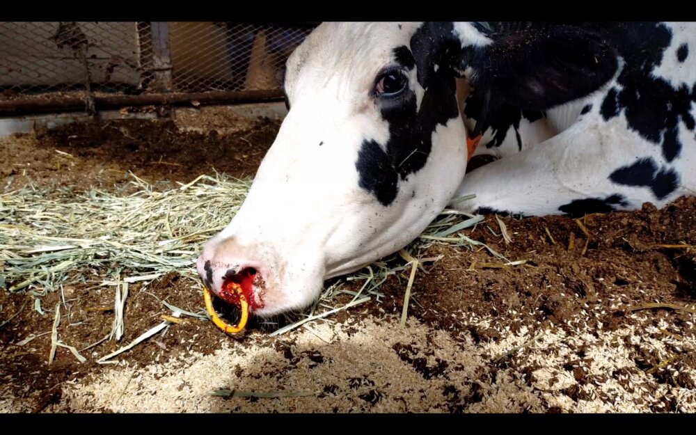 Milked to Death: Dairy Farm Nightmares