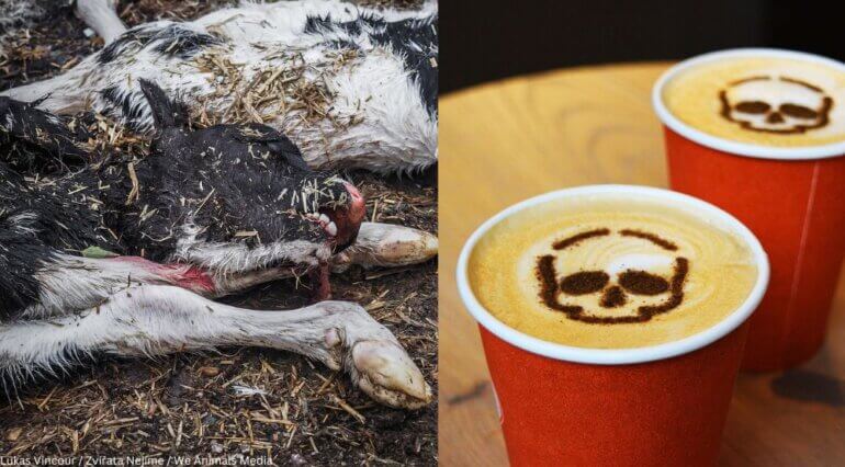Is Your Flat White Killing Calves?