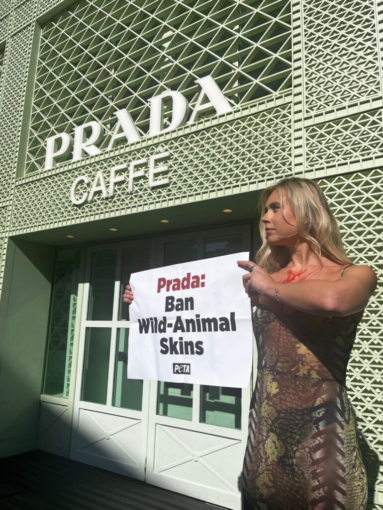 PETA’s Campaign Urging Prada to Drop Wildlife Skins
