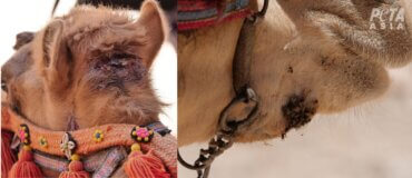 17 Reasons Why Camel Rides Are Unethical and Cruel