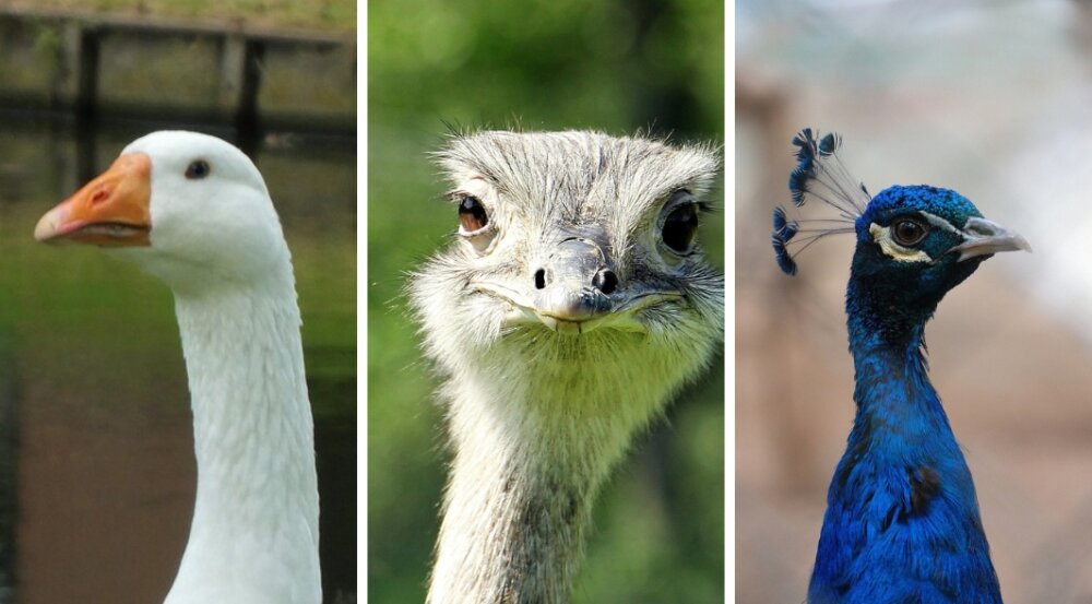 Great News: Claire’s Drops Feathers!