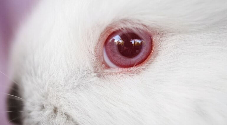 5 Experiments on Rabbits That Will Make You Shiver