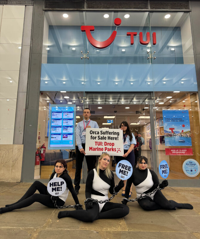 PETA’s Campaign to End TUI’s Support of Orca Abuse