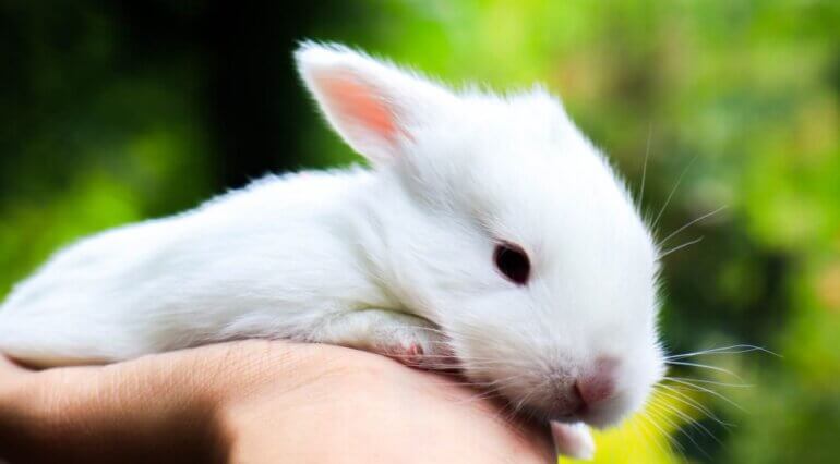 5 Experiments on Rabbits That Will Make You Shiver
