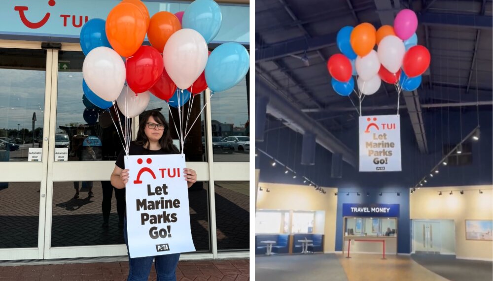 PETA’s Campaign to End TUI’s Support of Orca Abuse