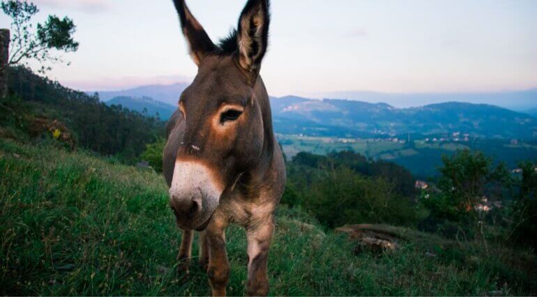 5 Things You Need to Know About Donkey Rides