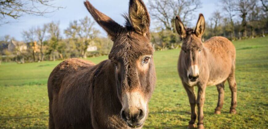 5 Things You Need to Know About Donkey Rides