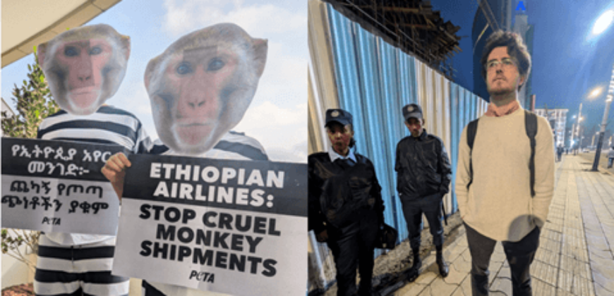 PETA Campaigner Arrested in Ethiopia for Helping Monkeys