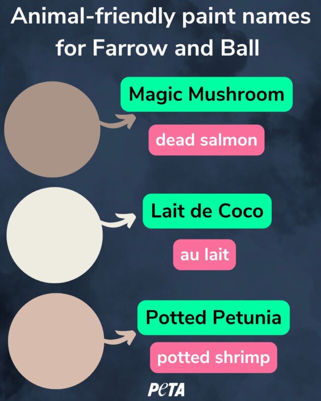 ‘Dead Salmon’ – Why PETA Commented on Farrow & Ball Paint Names