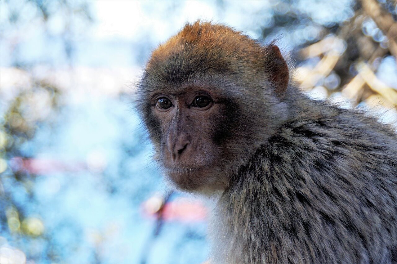 Why Parkinson’s Disease Experiments on Monkeys Are a Scientific Failure