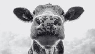 Nearly 2.7 Million Procedures: The Hidden Horrors of Animal Testing in ...