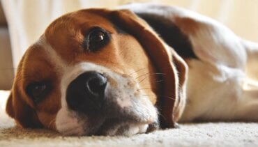 Nearly 2.7 Million Procedures: The Hidden Horrors of Animal Testing in ...