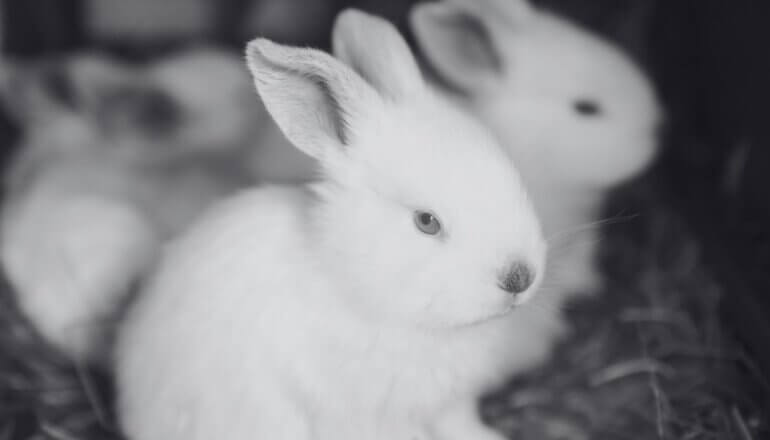 Nearly 2.7 Million Procedures: The Hidden Horrors of Animal Testing in ...