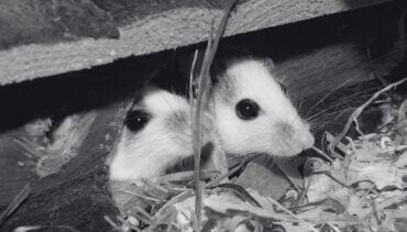 Nearly 2.7 Million Procedures: The Hidden Horrors of Animal Testing in ...