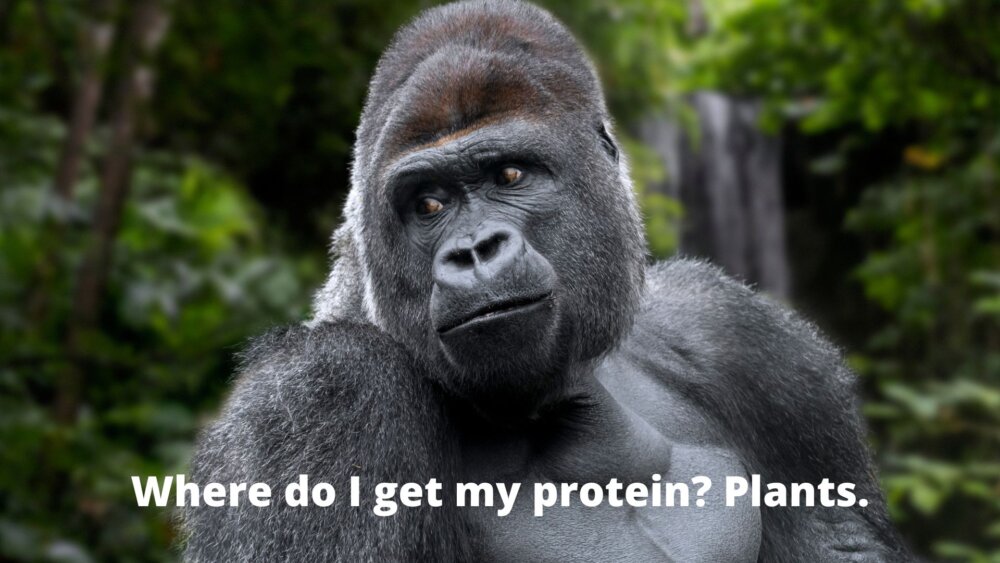 Vegan Lifestyle and Masculinity: 41% of Men Want to Try Vegan