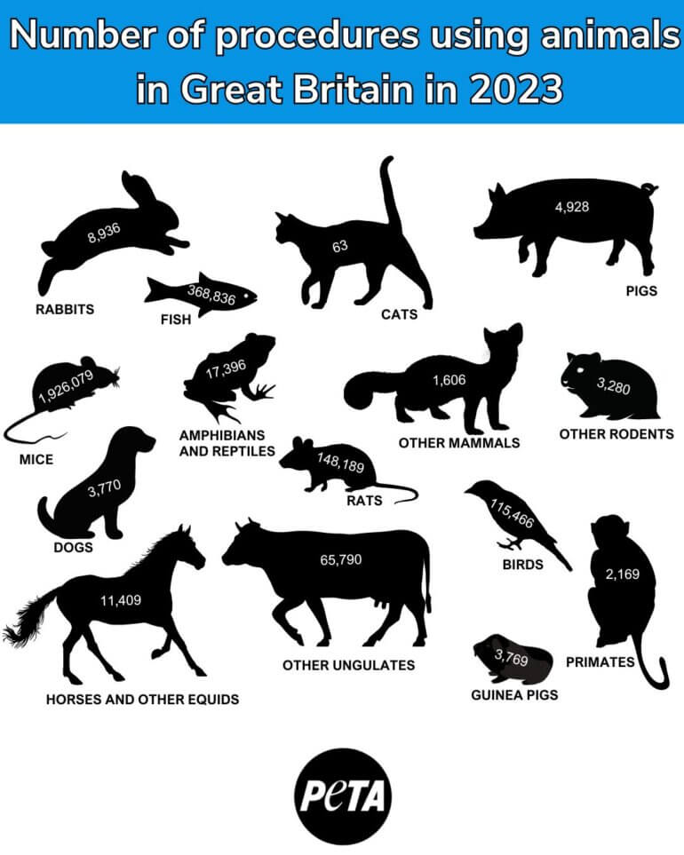 Nearly 2.7 Million Procedures: The Hidden Horrors of Animal Testing in ...