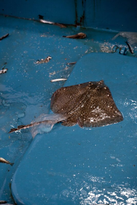 Modern Slavery: The Fishing Industry Is a Human Rights Issue