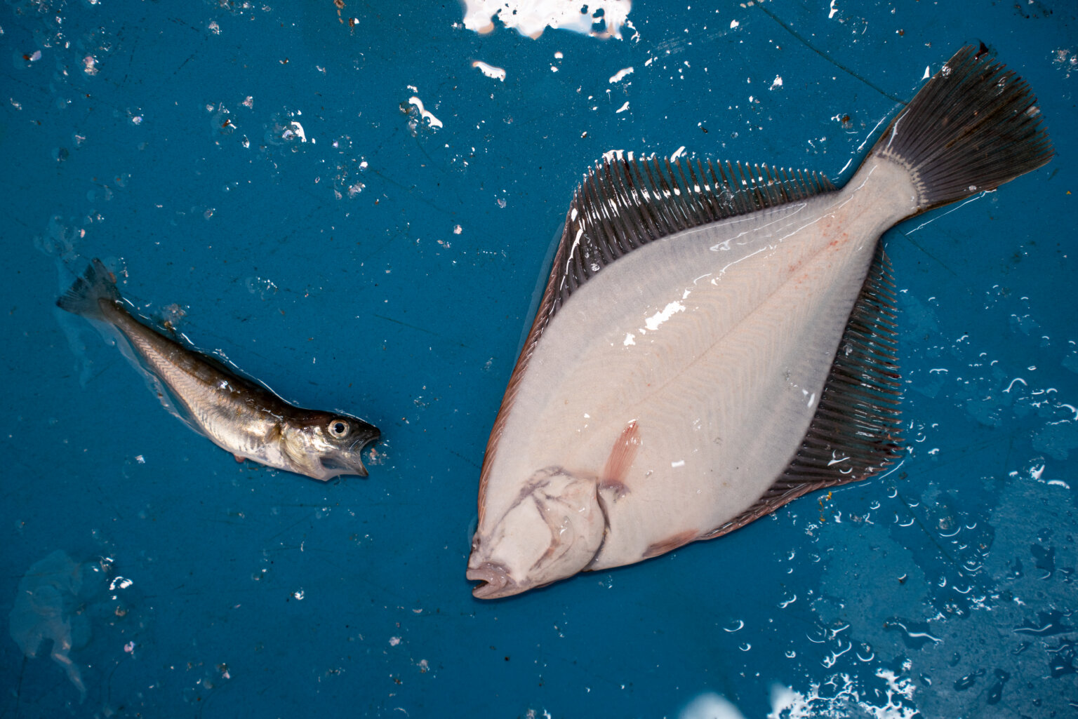 Modern Slavery: The Fishing Industry Is a Human Rights Issue