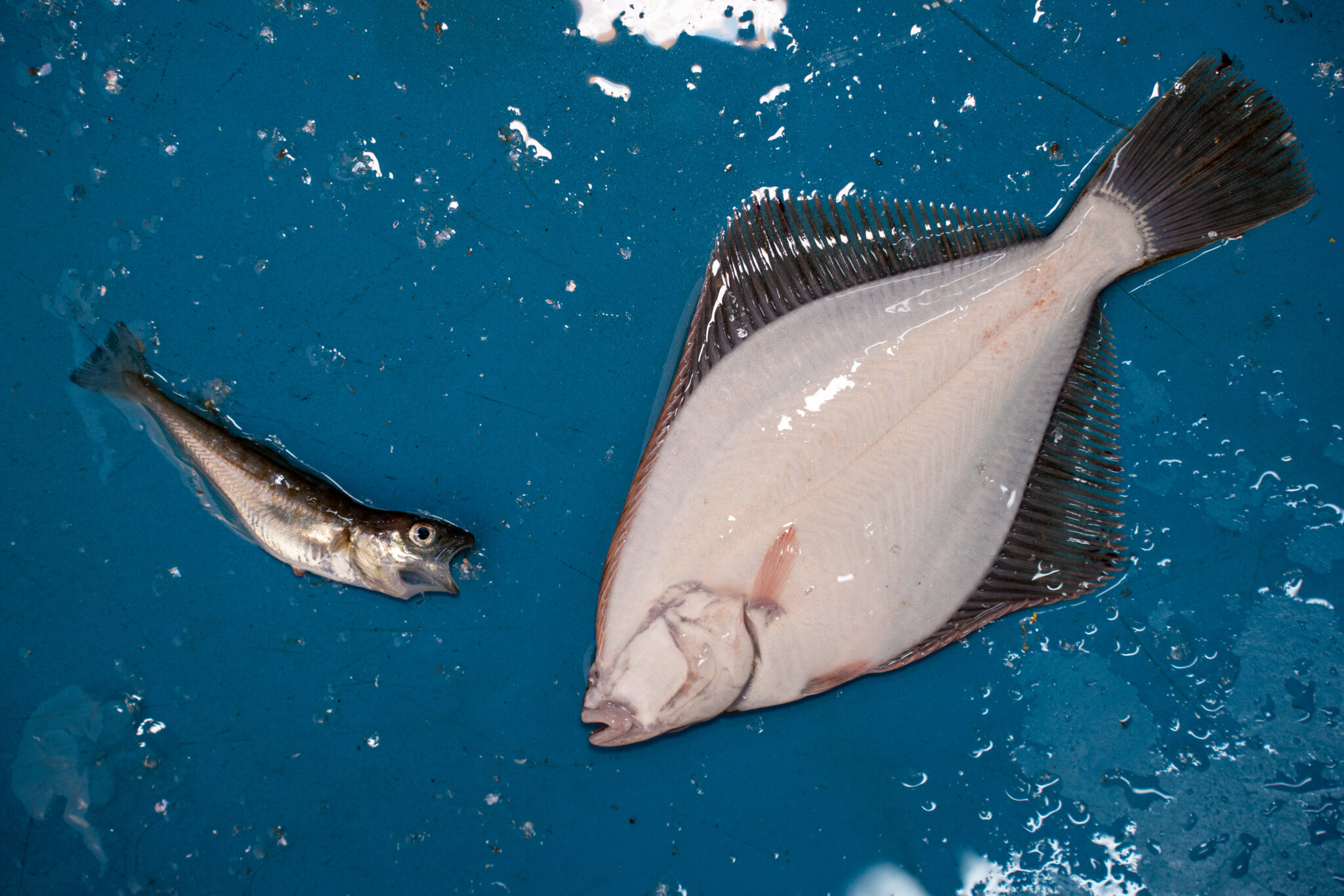 Modern Slavery: The Fishing Industry Is a Human Rights Issue