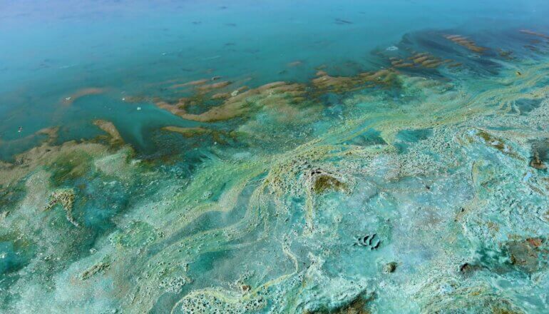 Why You Should Never Get a Fish Pedicure