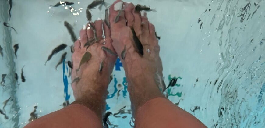 Why You Should Never Get a Fish Pedicure