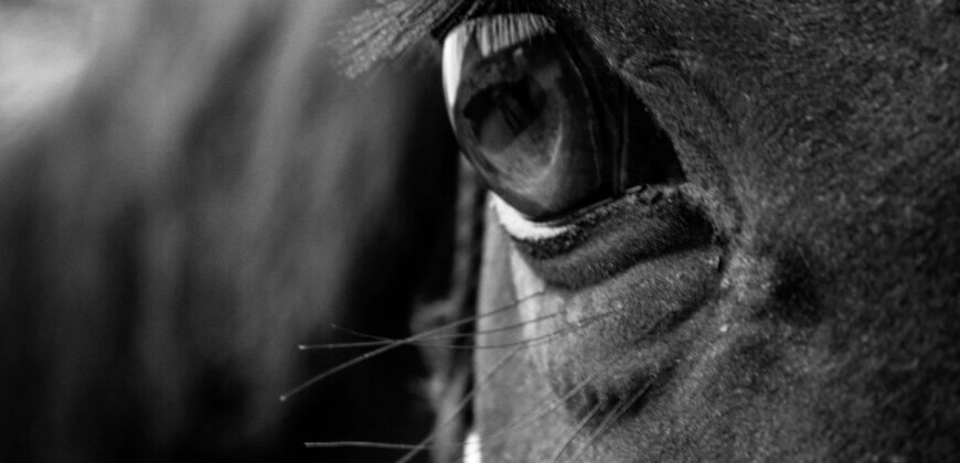 Springwell Bay and Corbetts Cross Killed at the Cheltenham Festival 2025