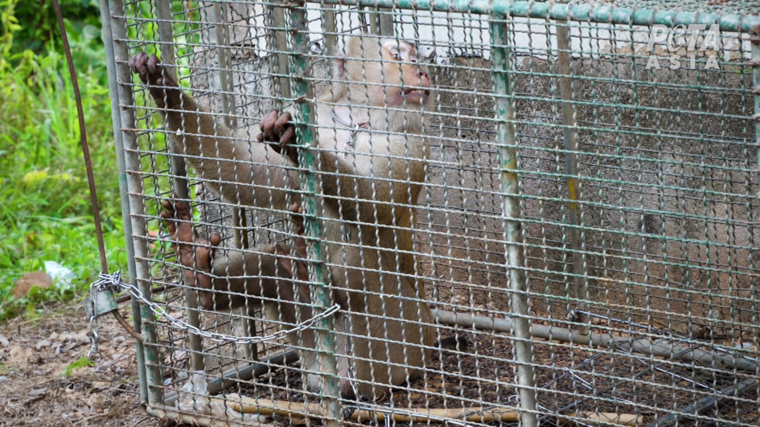 Morrisons Cuts Ties With Monkey Labour After Exposés