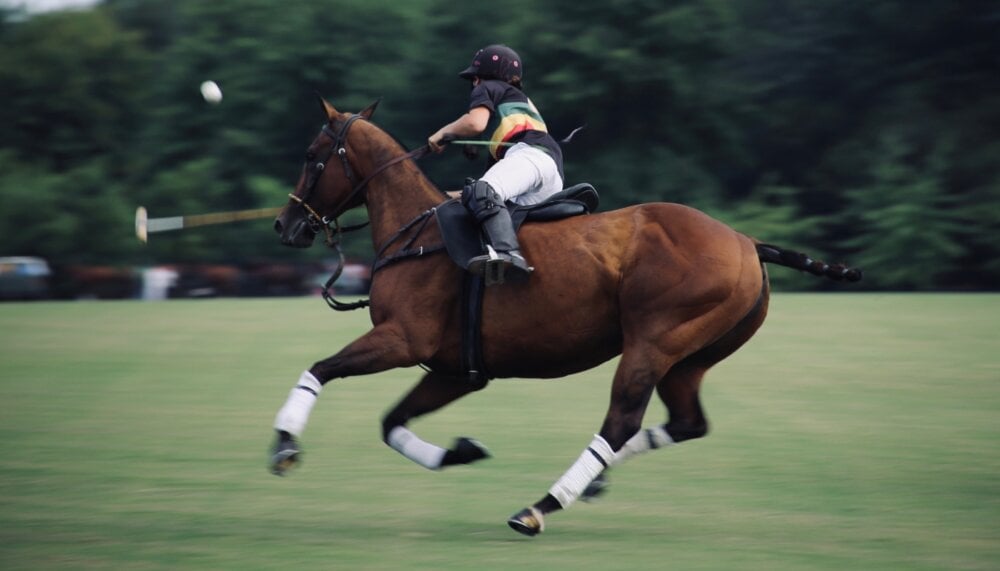 Injuries, Illnesses, Deaths: Why Polo Is Hard on Horses