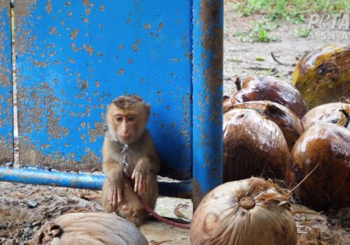 5 Actions of the Month to Help End Speciesism - PETA UK