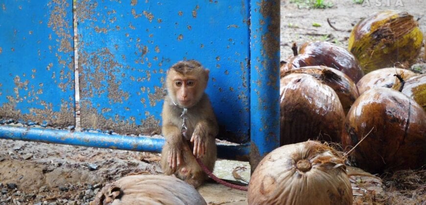 Exposed: Thai Coconut ‘Schools’ Abuse Baby Monkeys - PETA UK