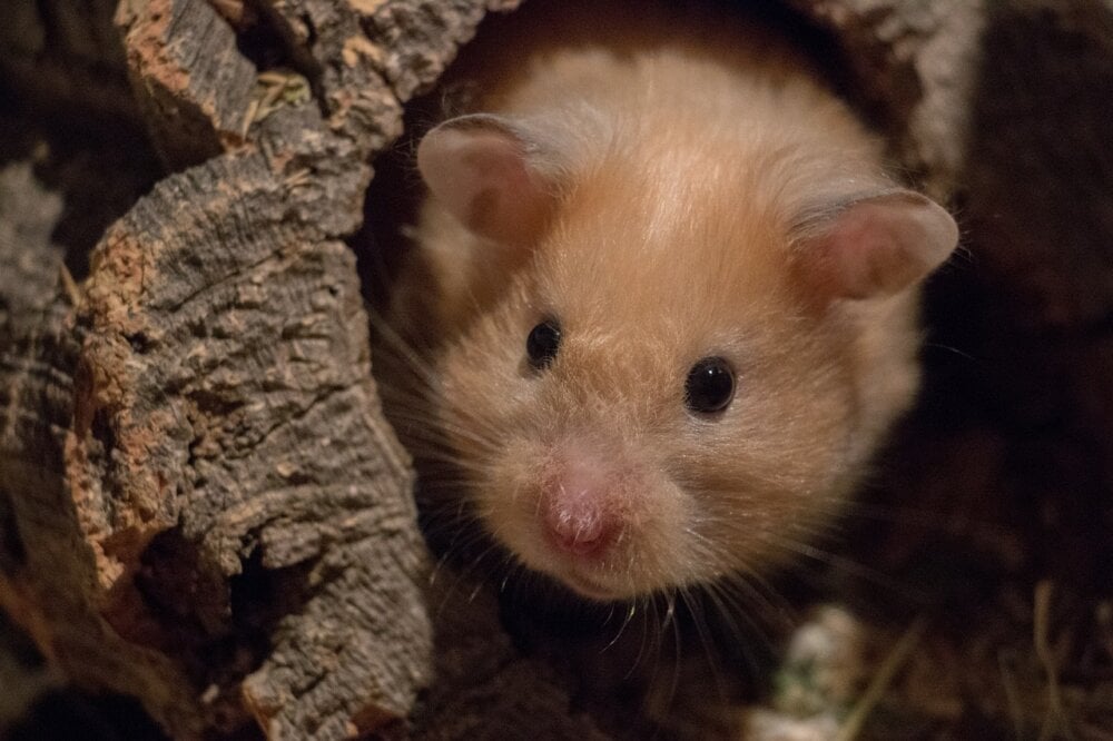 5 Hamster Facts You Need to Know
