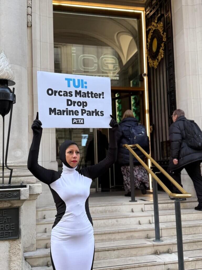 PETA’s Campaign to End TUI’s Support of Orca Abuse
